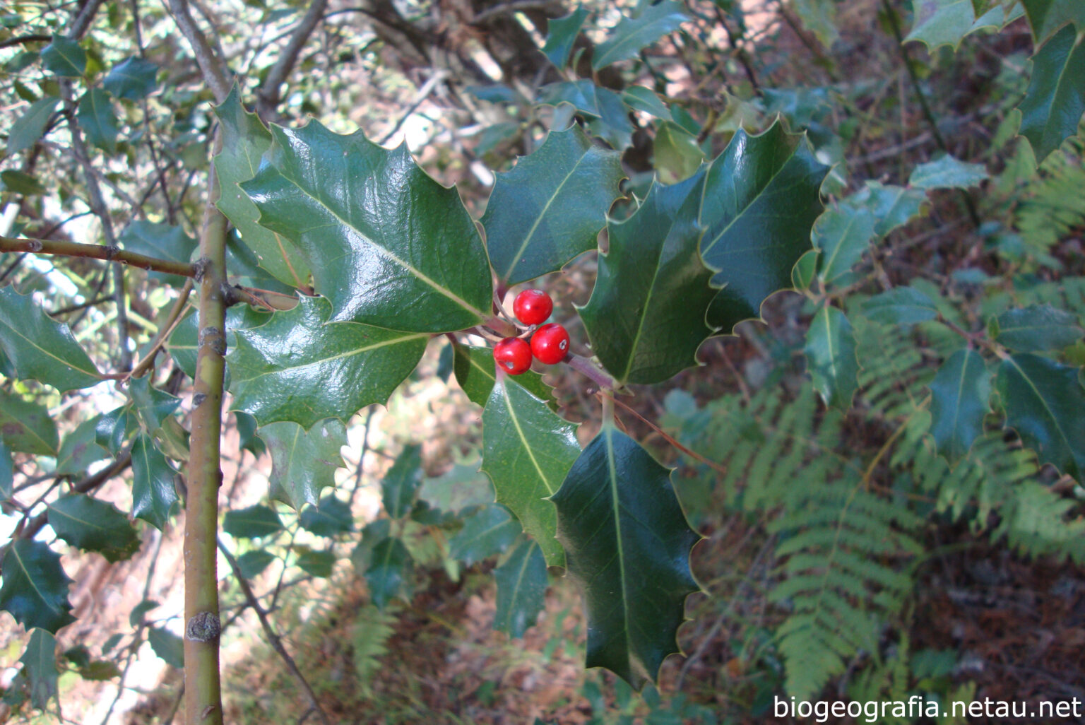 La fascinante evolución de las acebos en Carpología: Ilex aquifolium