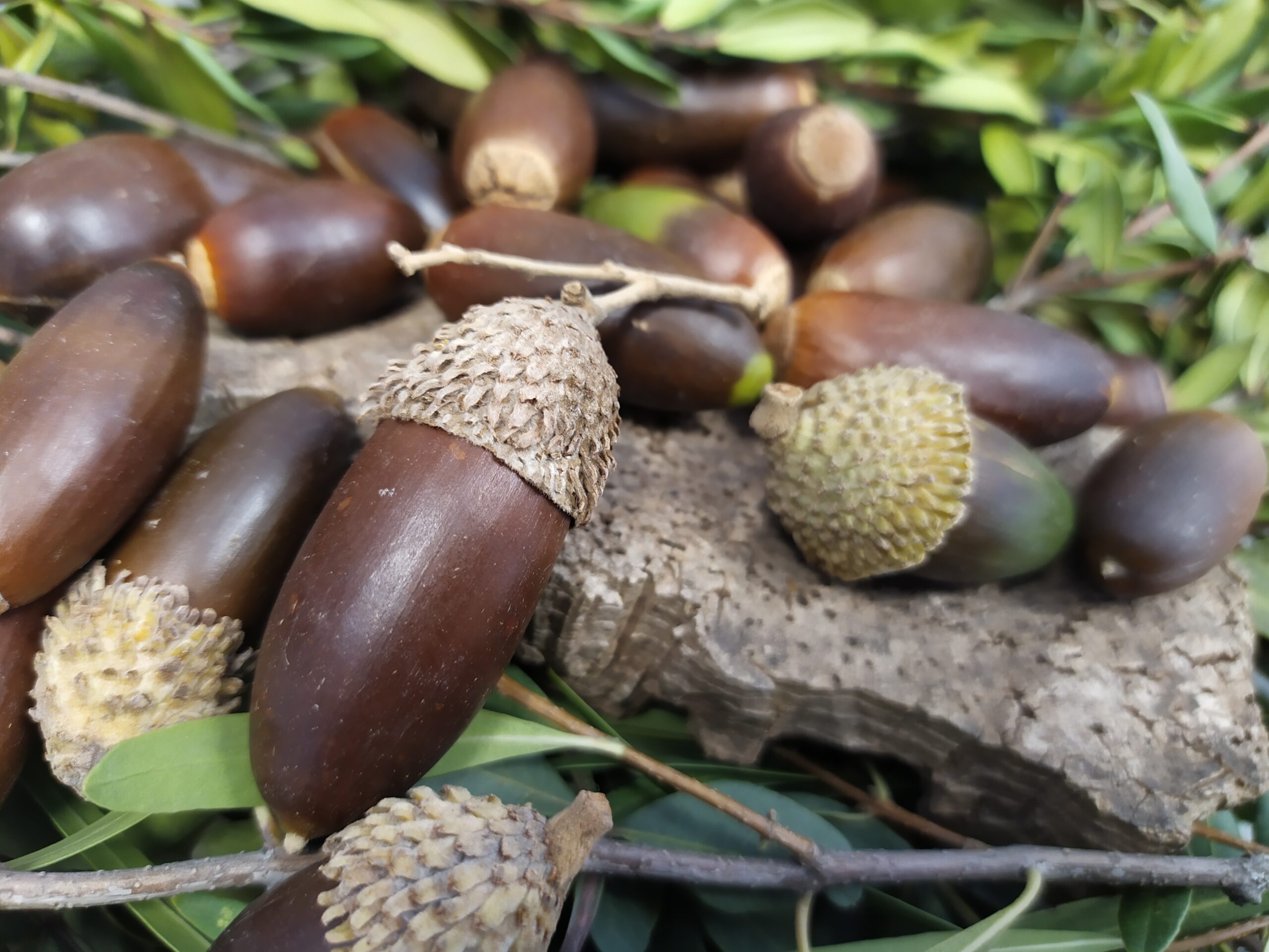 La historia de la Bellota en Carpología