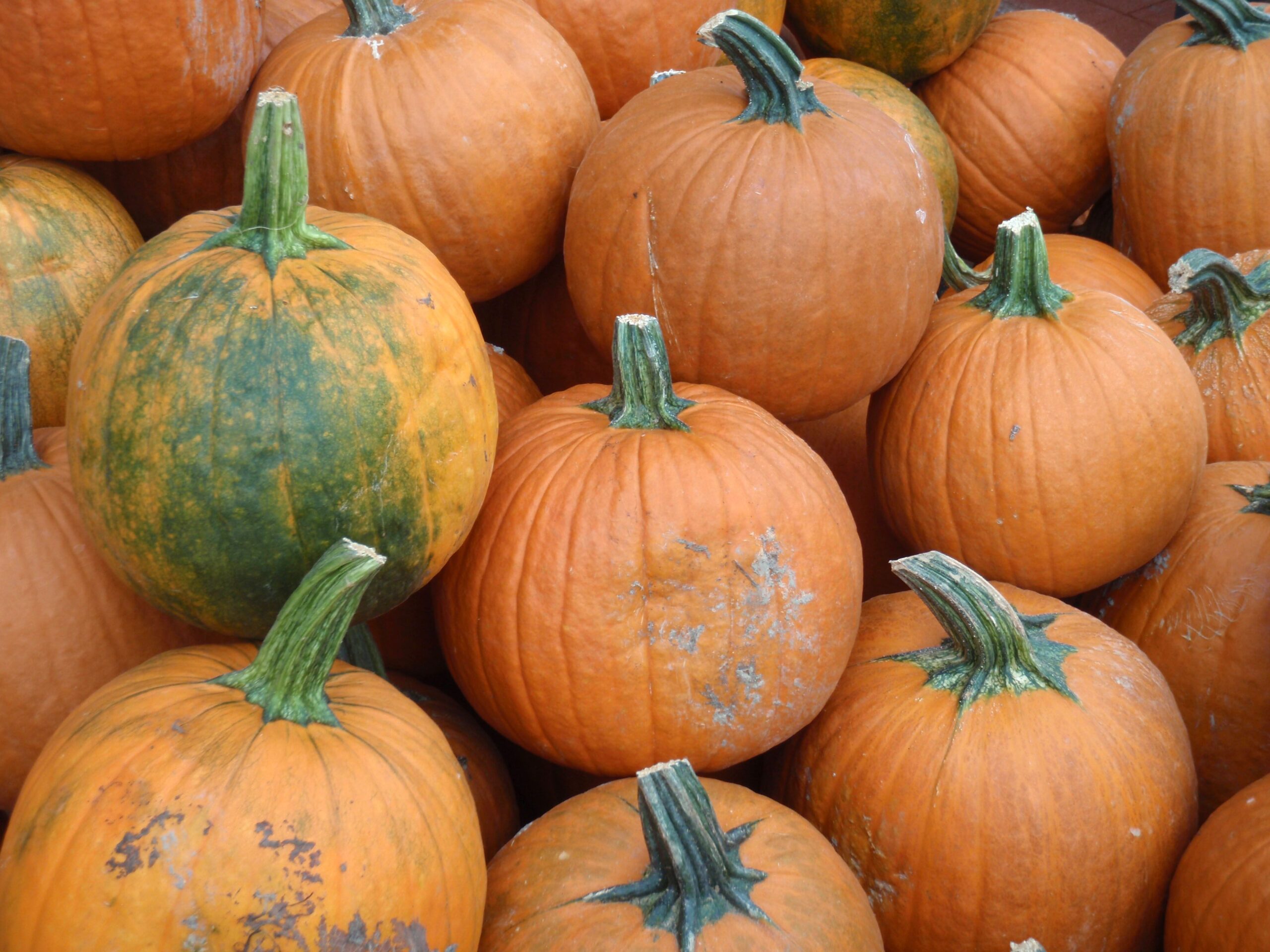 La fascinante evolución de la calabaza a través de la carpología