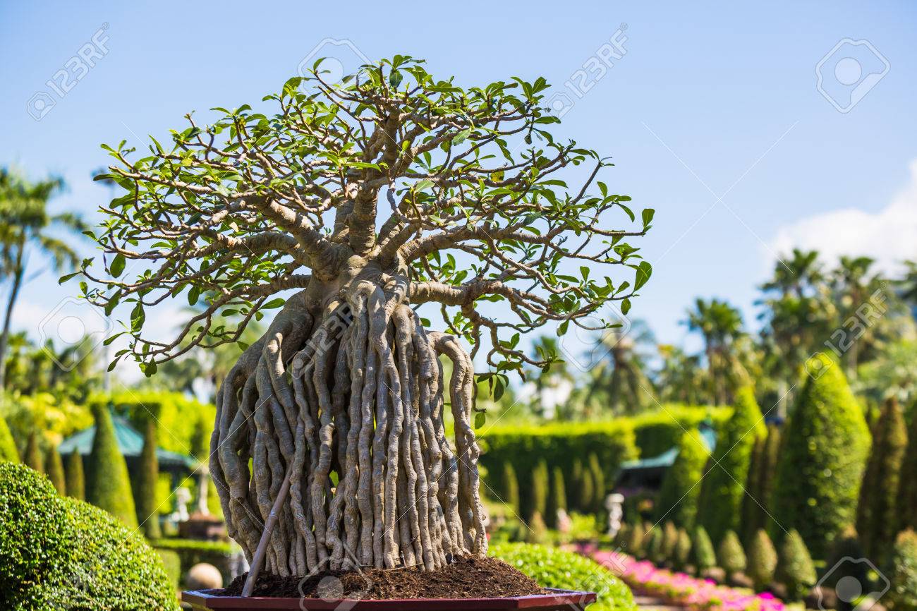 El mundo del Ficus en Carpología: Descubre su paisaje