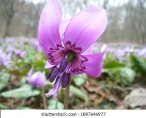 La belleza de Katakuri: la especie vegetal más maravillosa de Japón