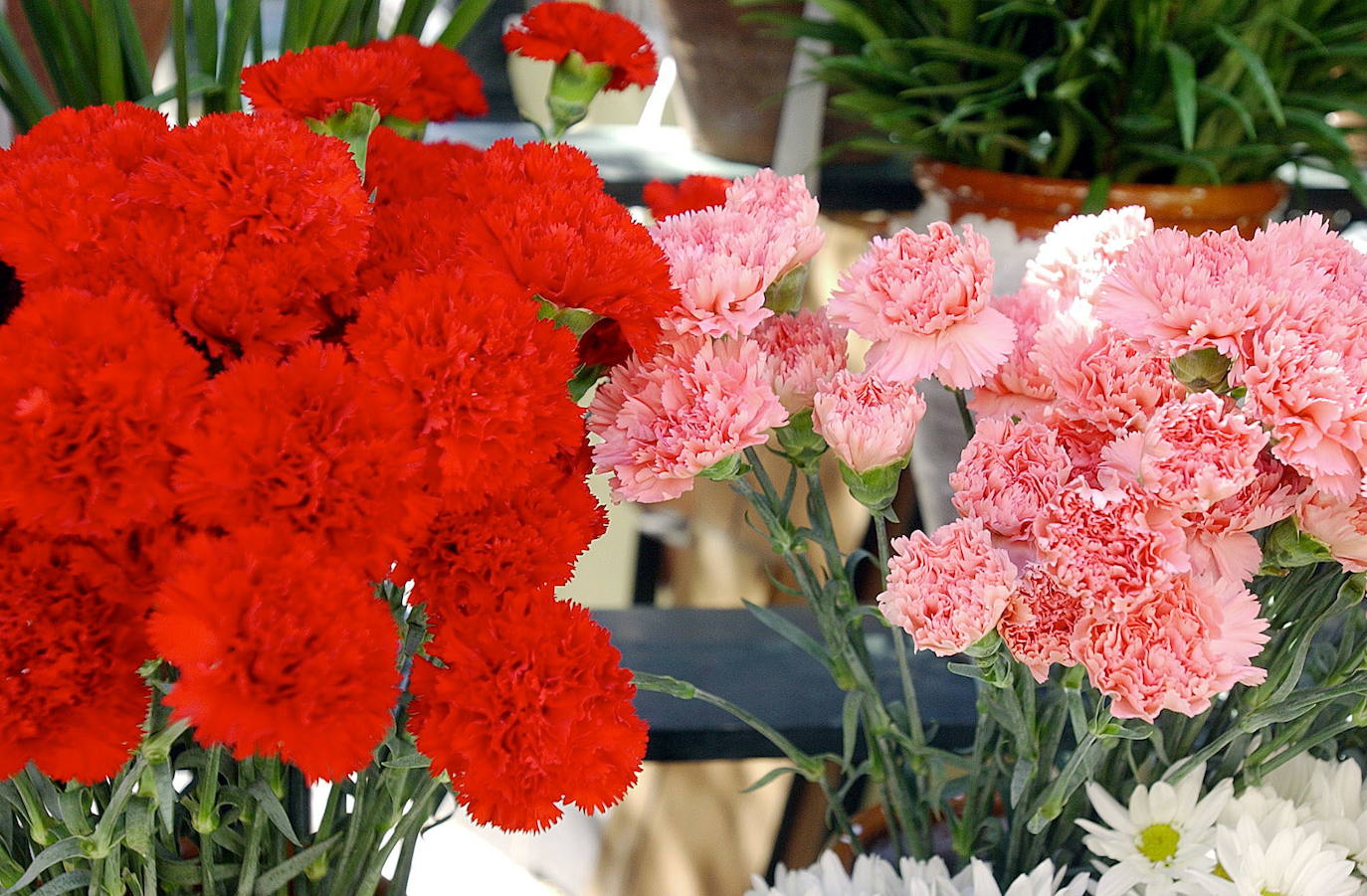 Claveles Flores Comestibles at Georgia Lucas blog