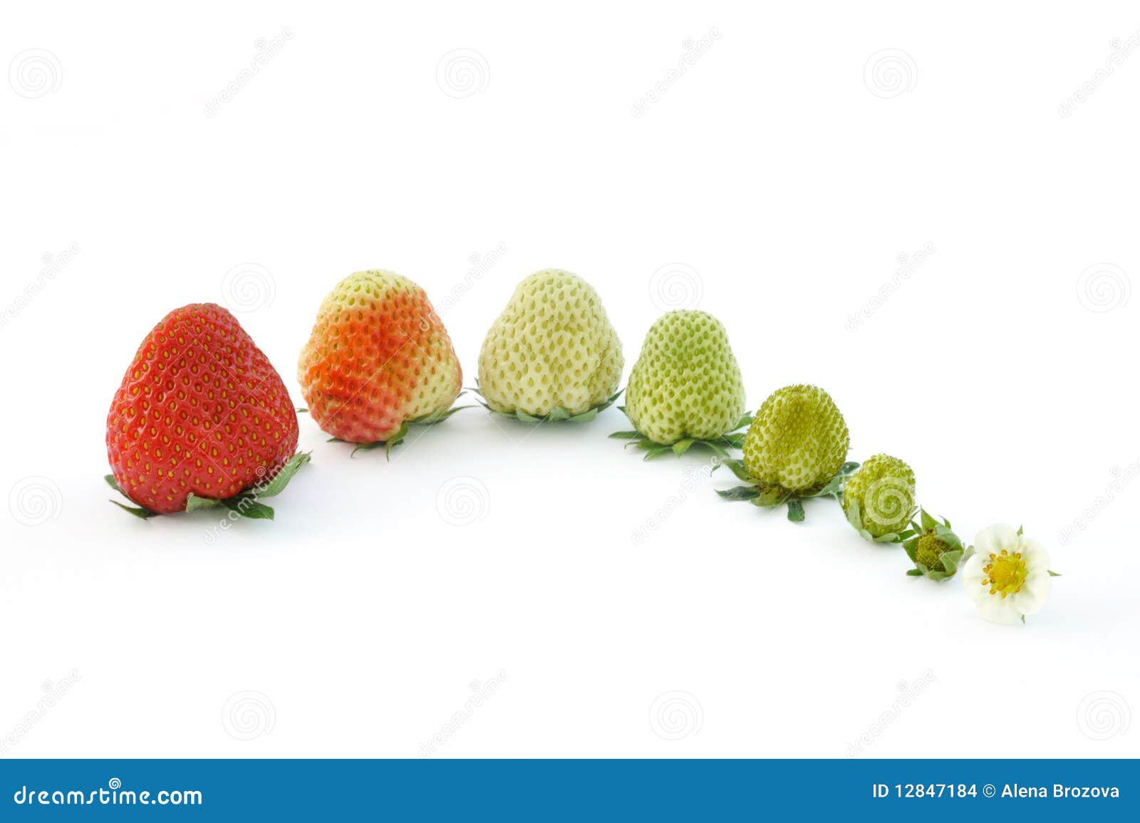 La evolución de la Fresa a través de la Carpología