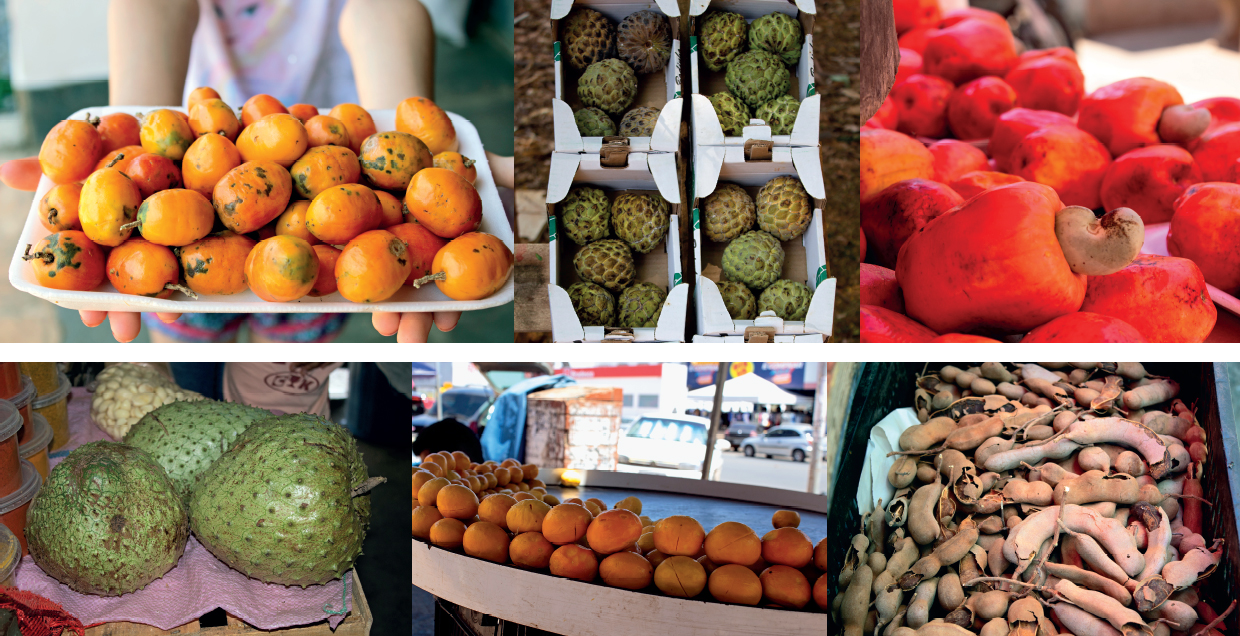 Evolución de la Siriguela según la Carpología en los últimos años