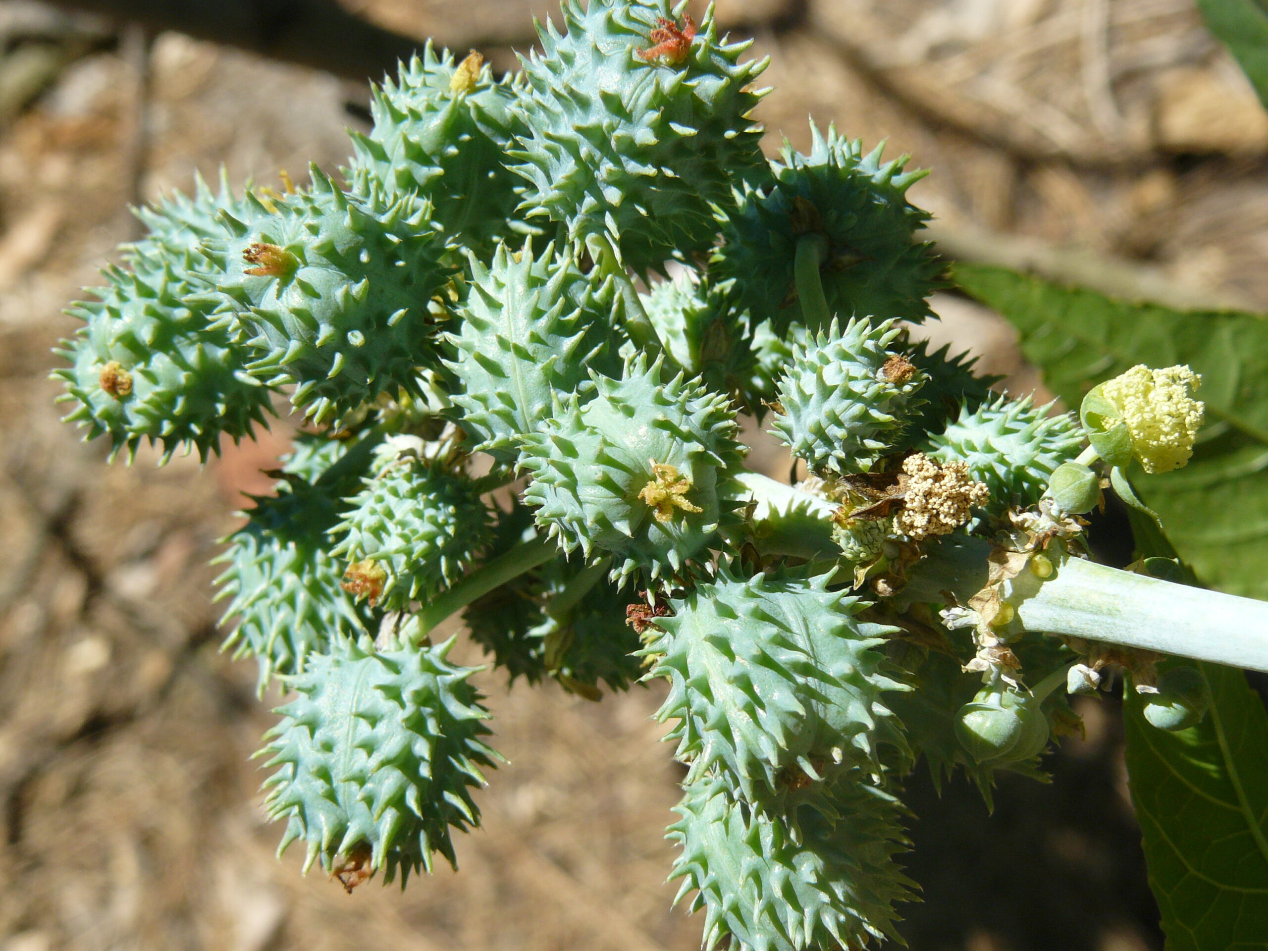 La evolución carpológica de Tartago a lo largo del tiempo