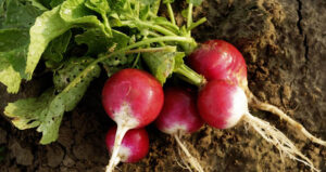 Evolución del rábano en Carpología: Una fascinante historia