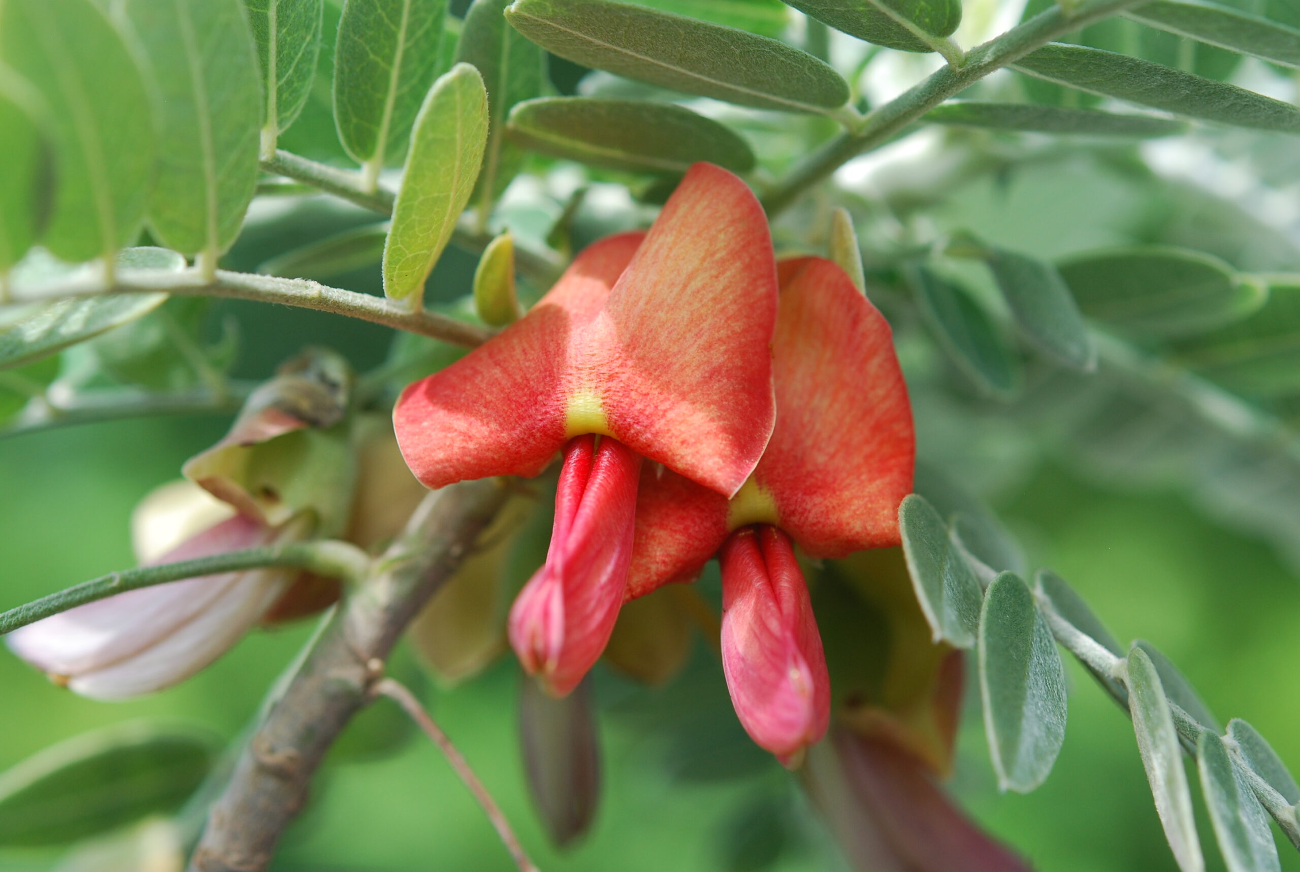La belleza y diversidad de Leguminosae revelada en Carpología