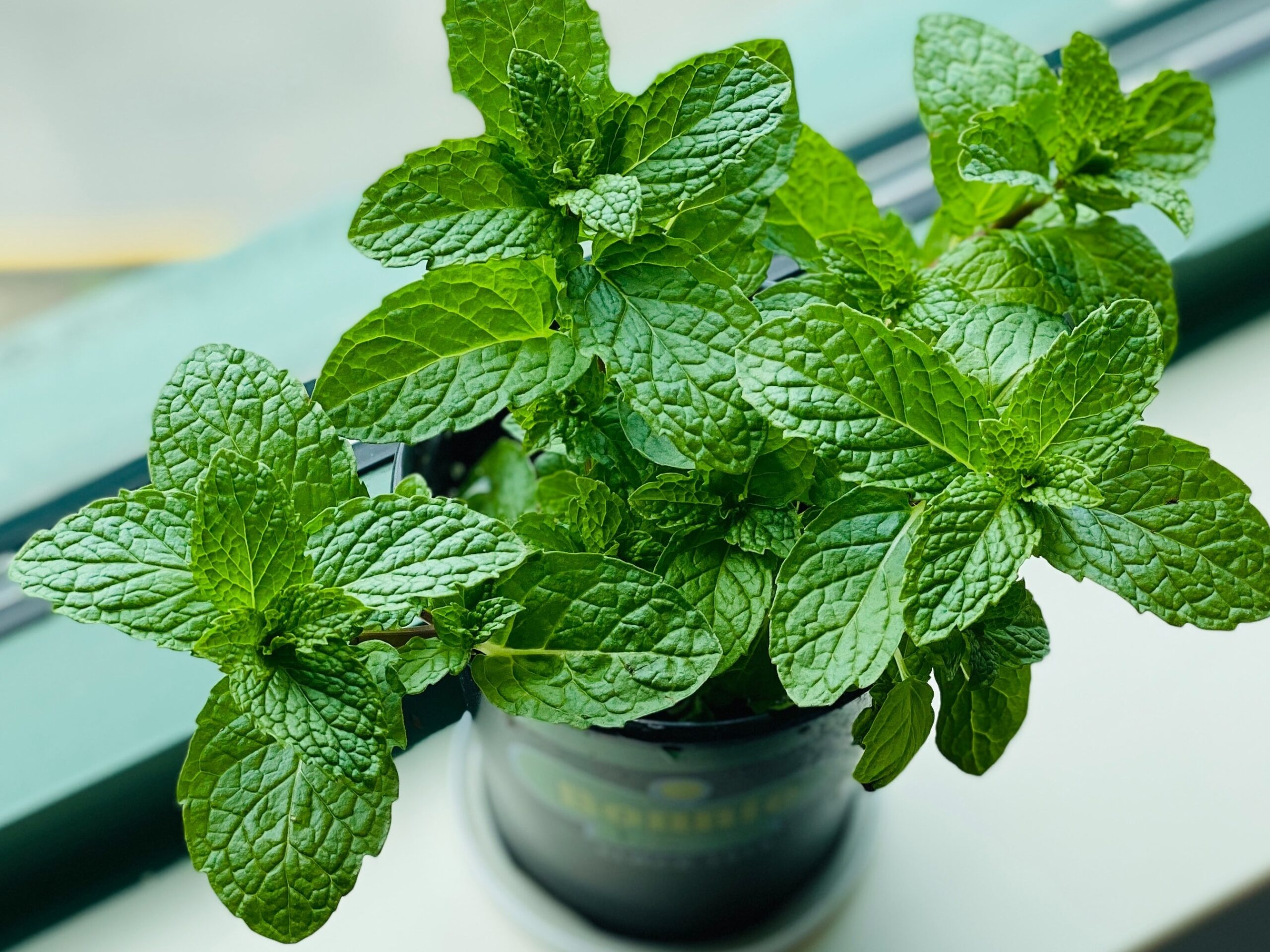 El té de menta: historia y curiosidades a través de la carpología