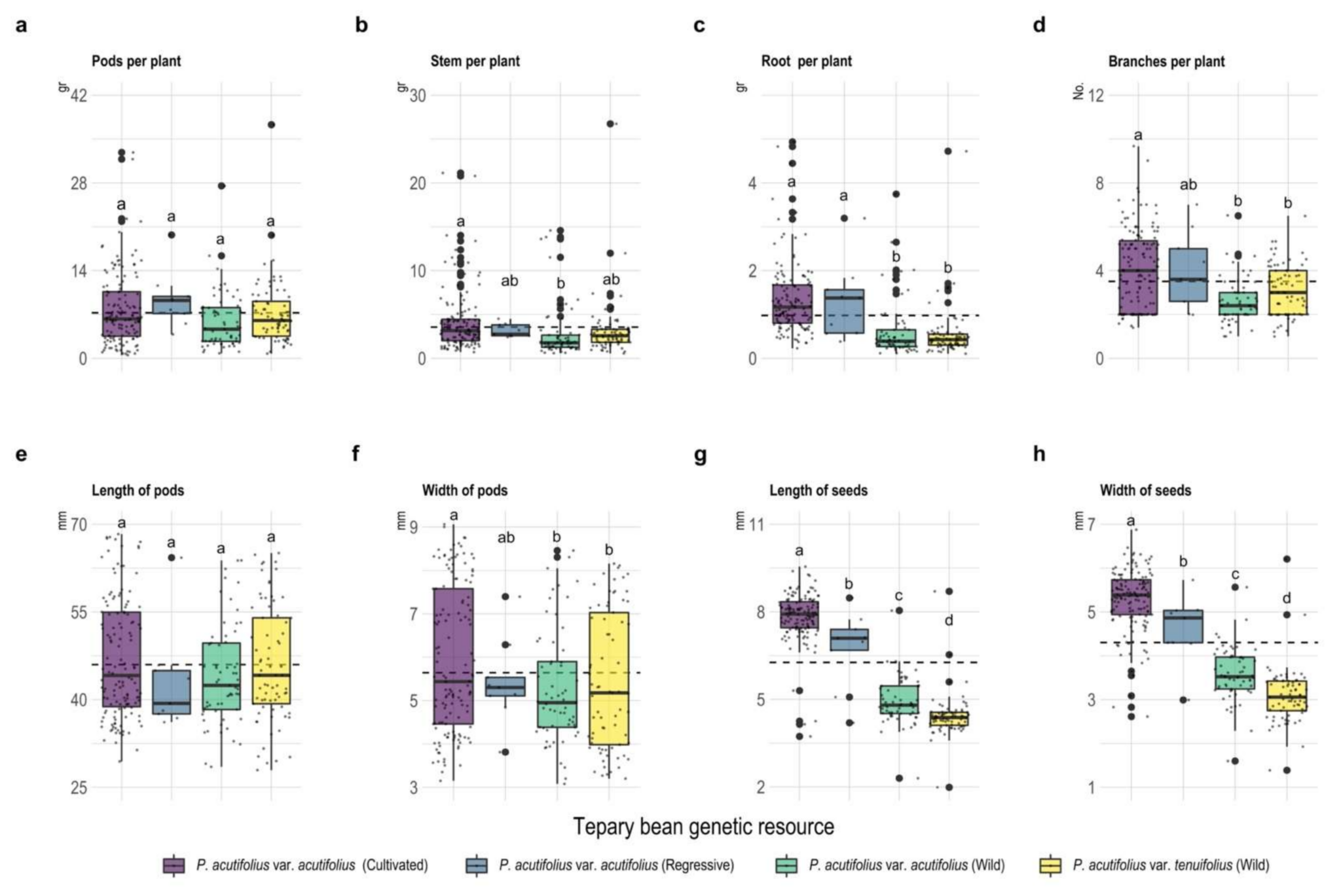 Descubre la asombrosa evolución de la Tepary en Carpología