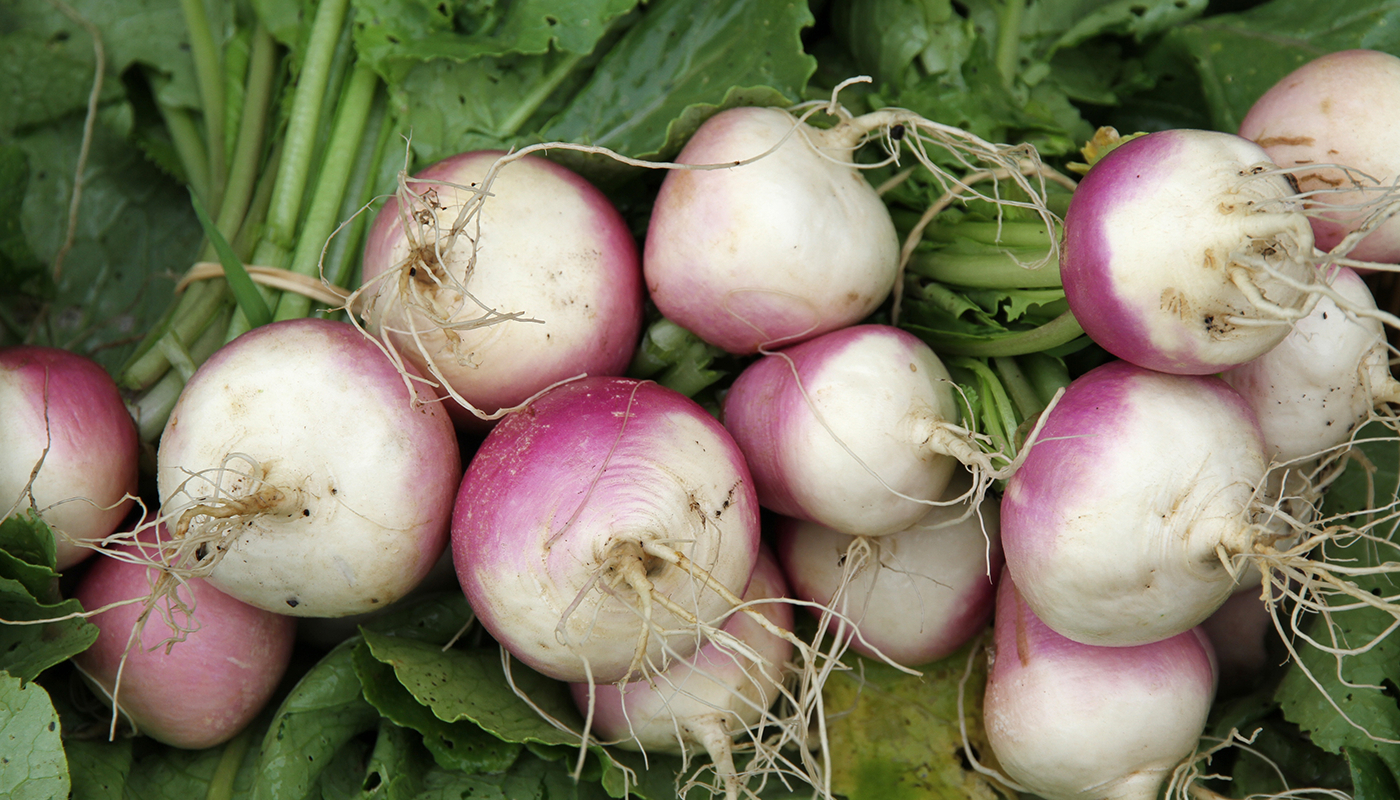 Carpología: belleza natural del nabo de piel brillante