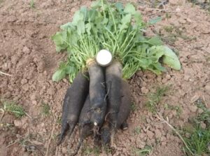 Paisaje de la especie vegetal Nabo de montaña en Carpología