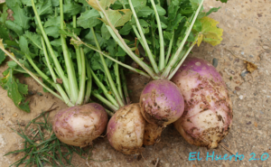 La fascinante evolución del nabo en Carpología