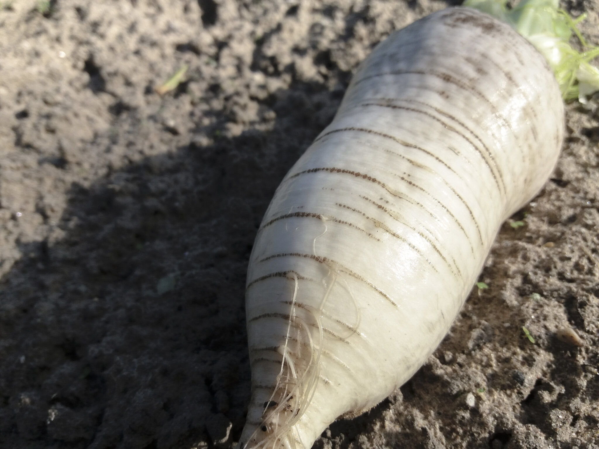 La sorprendente evolución del Nabo de piel negra en Carpología