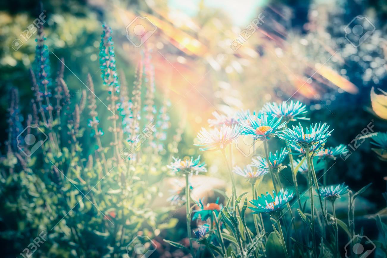 Del cápsula al fruto: La evolución de Retama en detalle