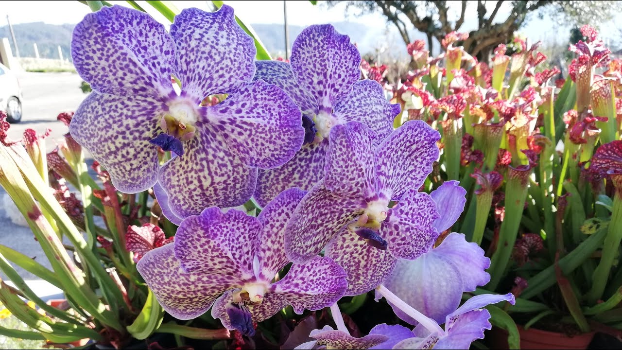 Descubre el exótico paisaje de la planta Vanda en su carpología