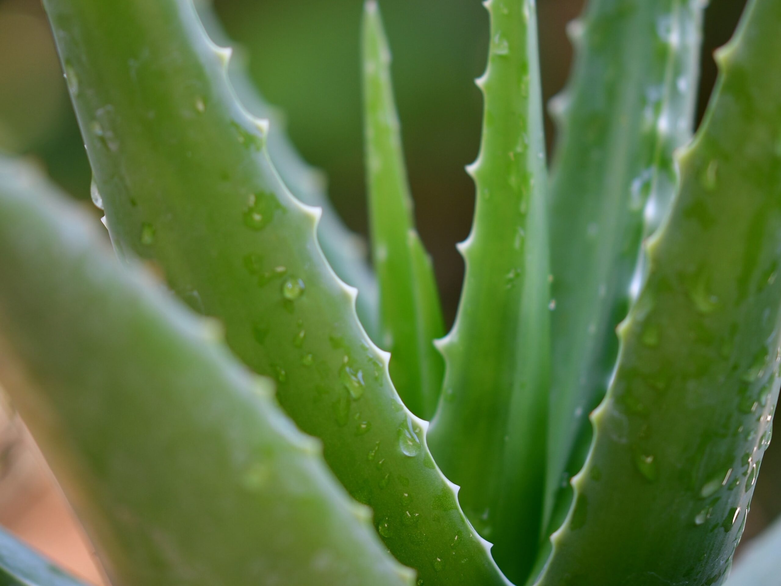 La Evolución del Aloe vera: Estudio de Carpología