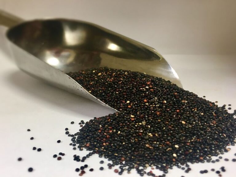 Descubriendo la evolución de la Quinoa negra a través de su carpología