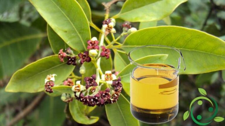 La fascinante evolución del sándalo a través de su Carpología