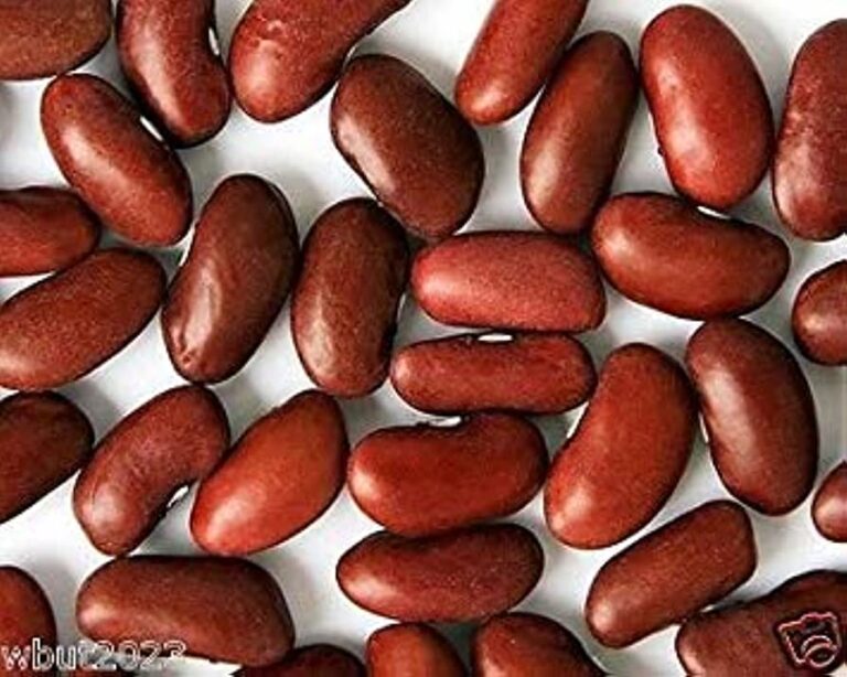 La fascinante evolución de la haba a través de la Carpología